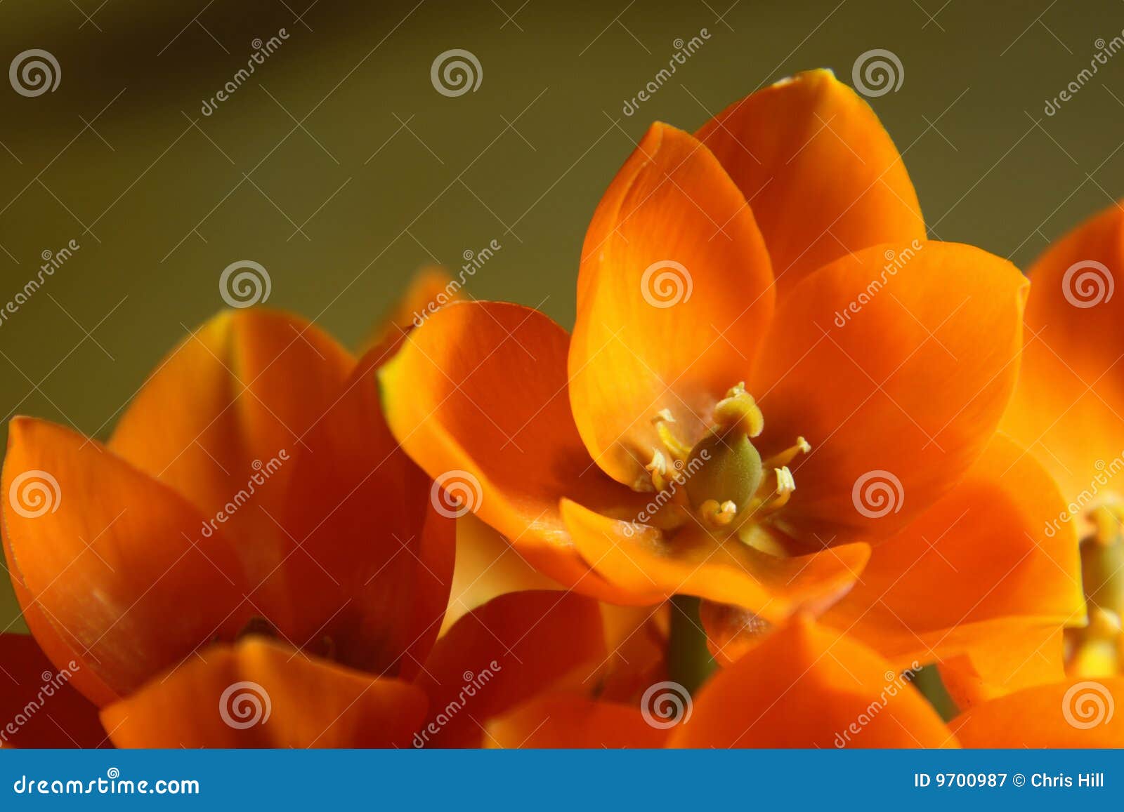 Orange Star Close-up stock image. Image of flower, flowers - 9700987