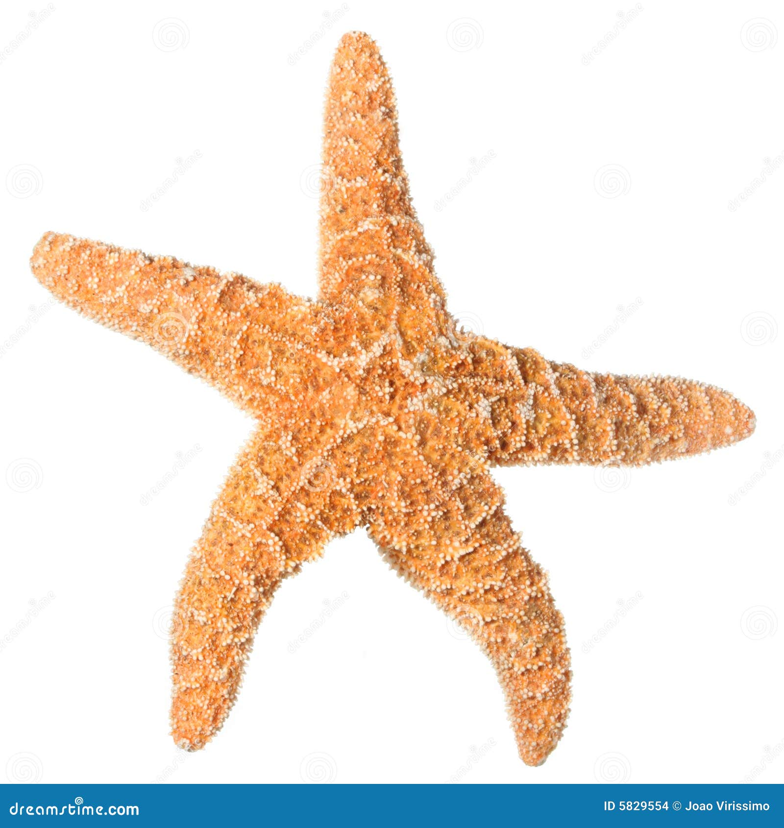 Red Starfish Set. Isolated On A White Background. In The Front And In ...