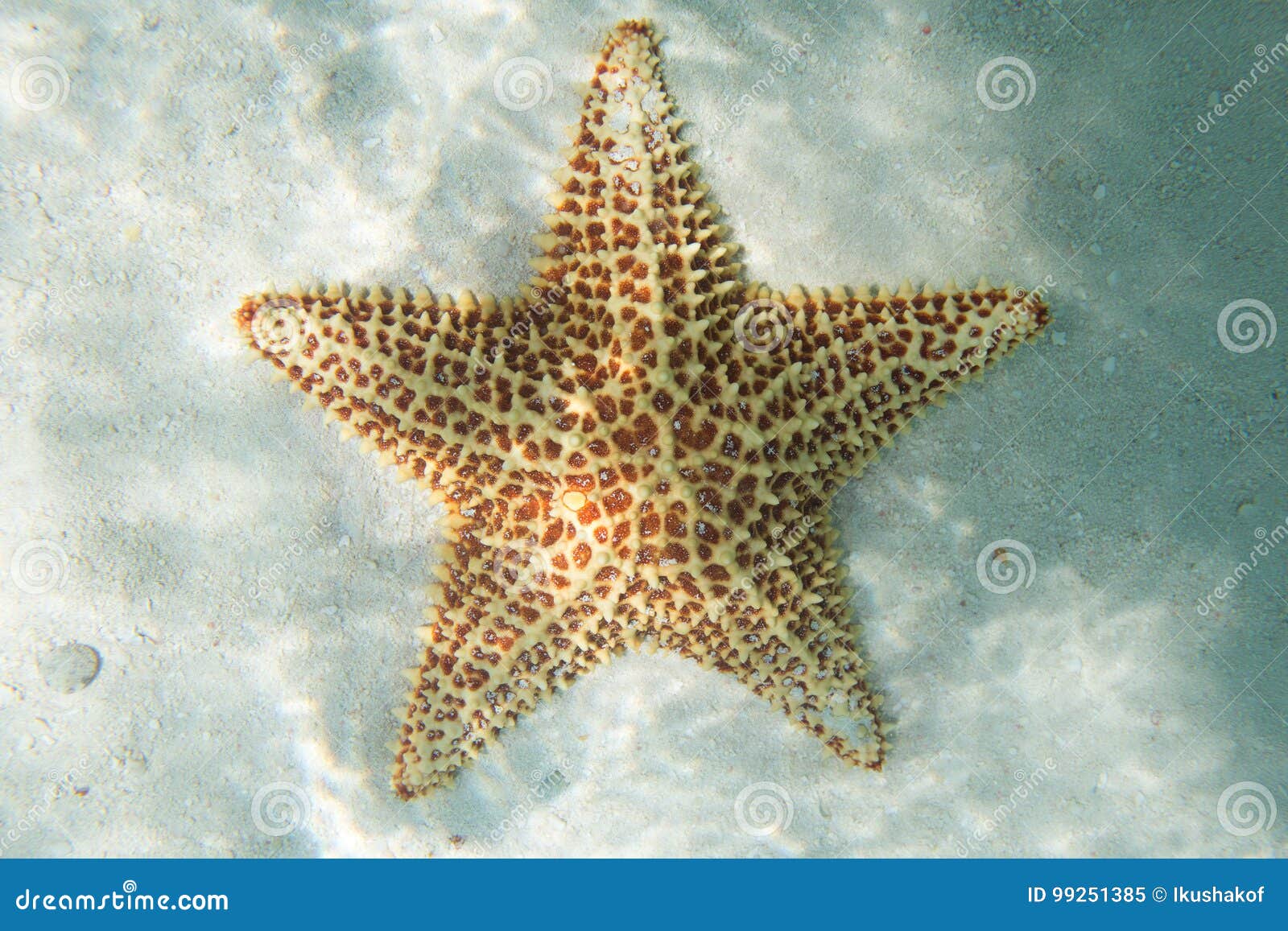 Orange Sea Star in the Turquoise Water Stock Image - Image of ...