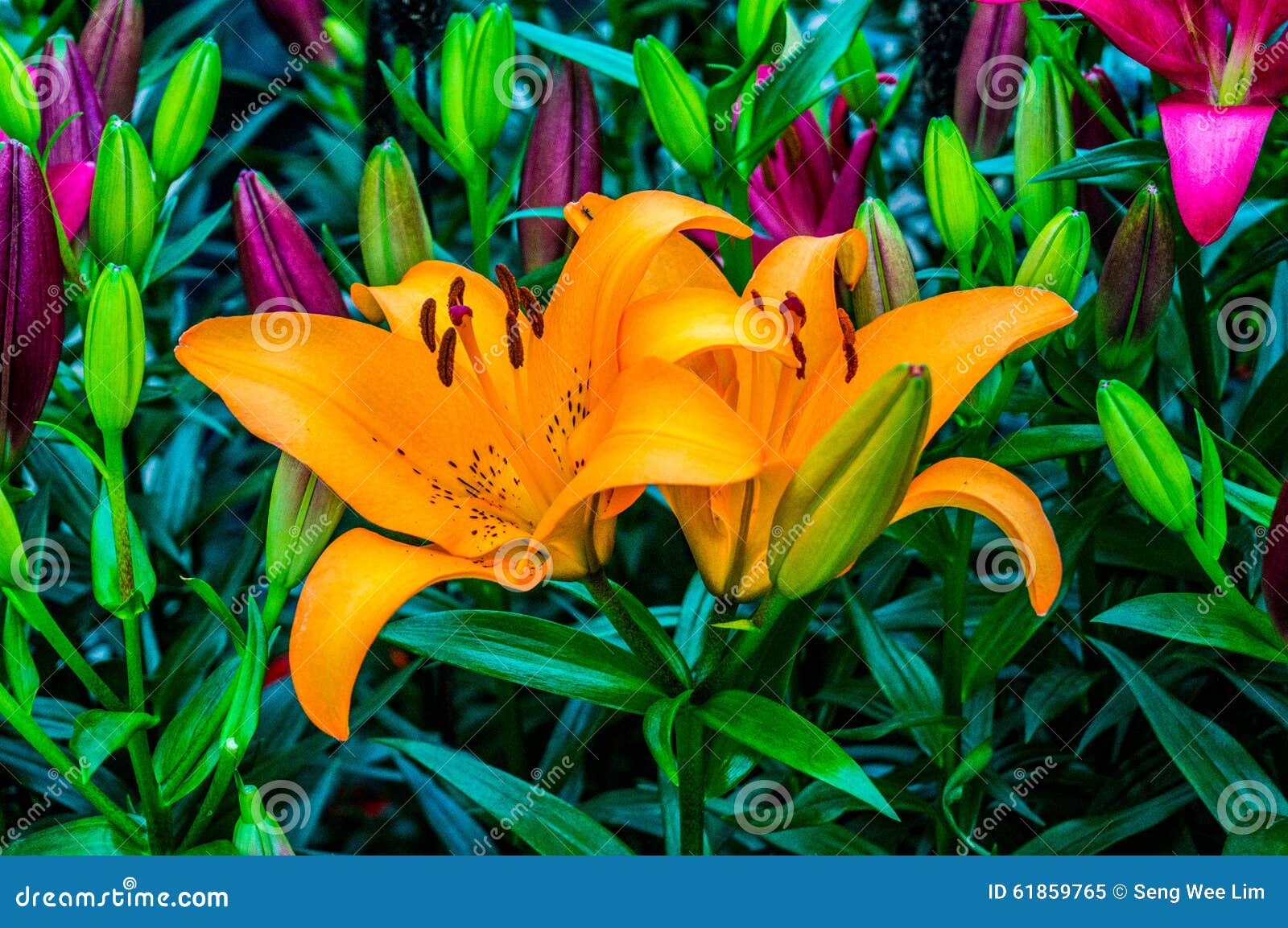 Orange stargazer lily stock image. Image of outdoors - 61859765