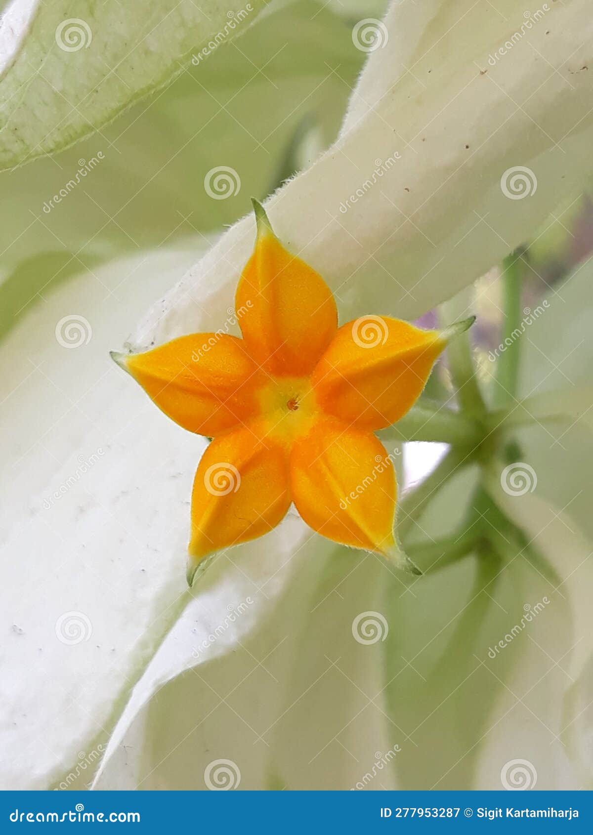 Orange Stars Flower Smilling in the Morning Stock Image - Image of ...