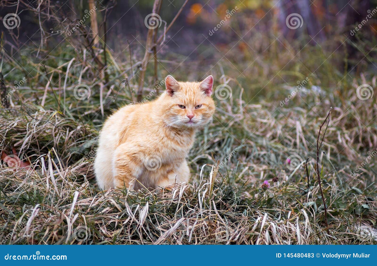 An Orange Stray Cat Sits on the Grass in the Garden_ Stock Image ...