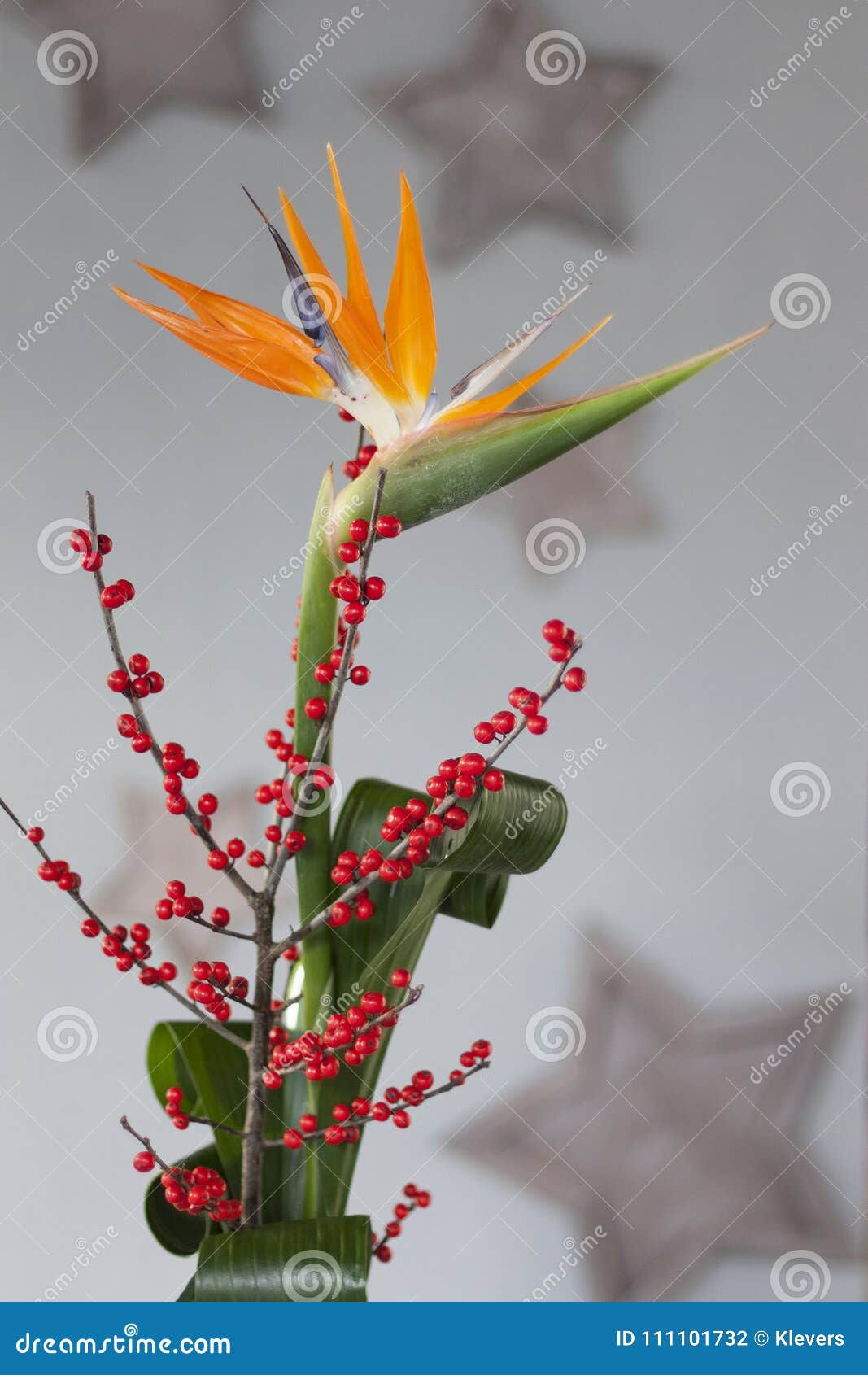 Orange Strelitzia Flower on Grey Close-up Background Stock Photo ...