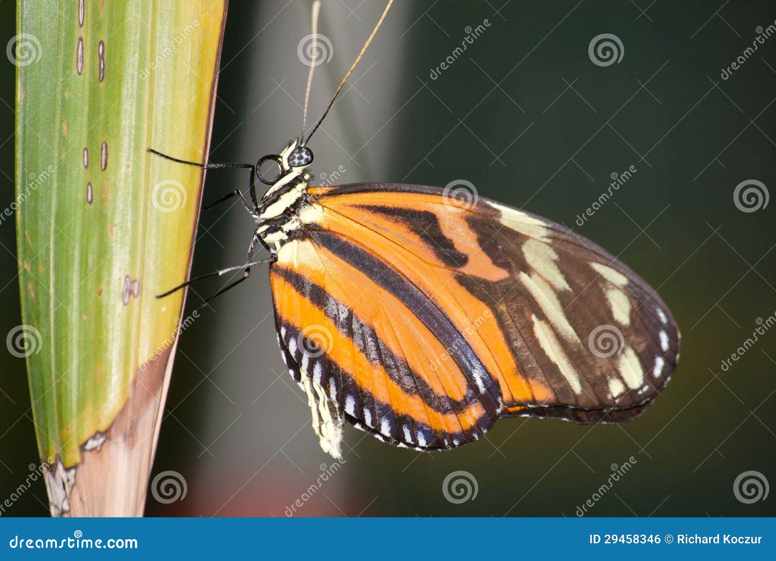 Orange striped butterfly stock photo. Image of insect - 29458346