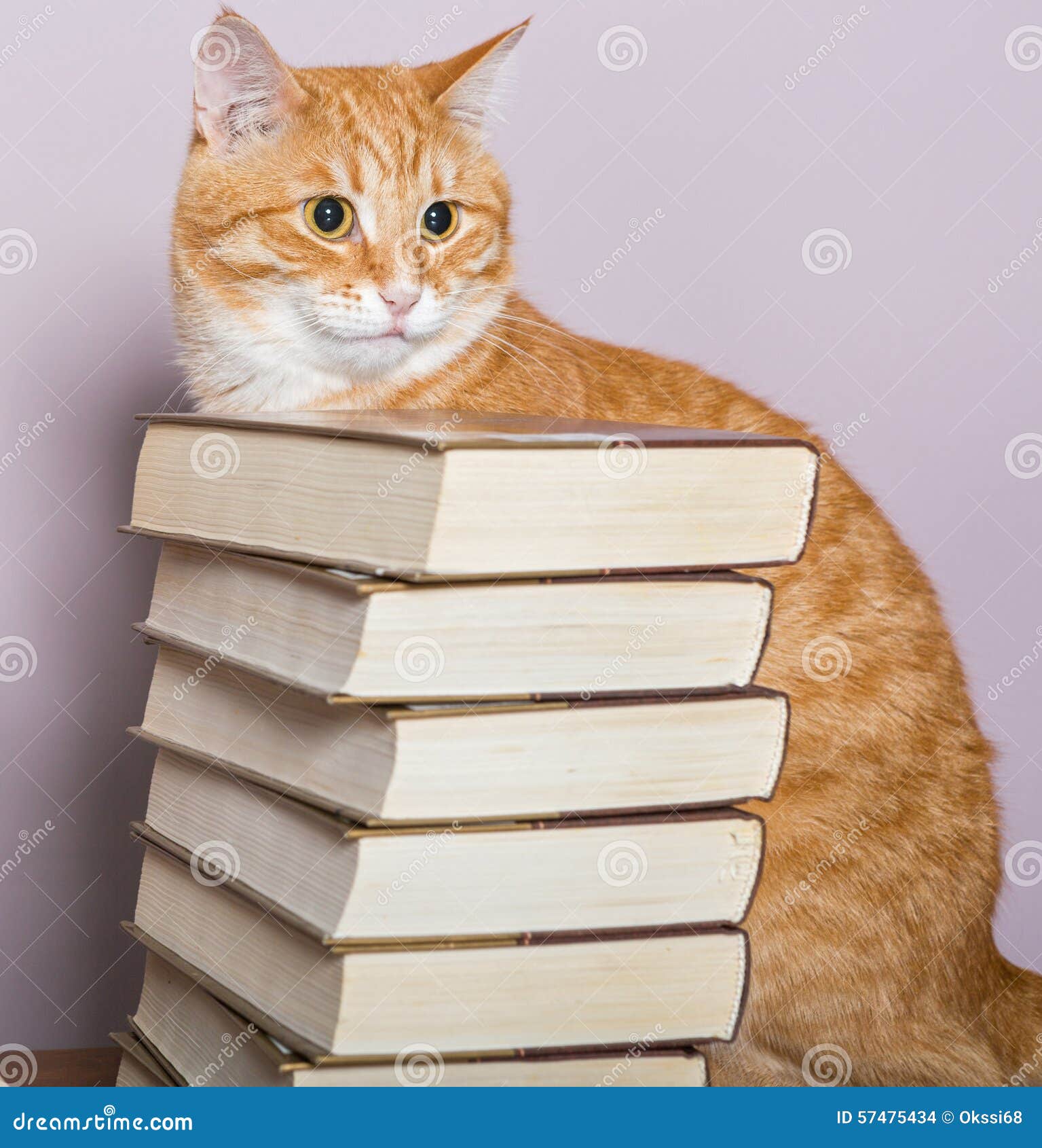 Orange Striped Cat and Books Stock Photo - Image of table, education ...