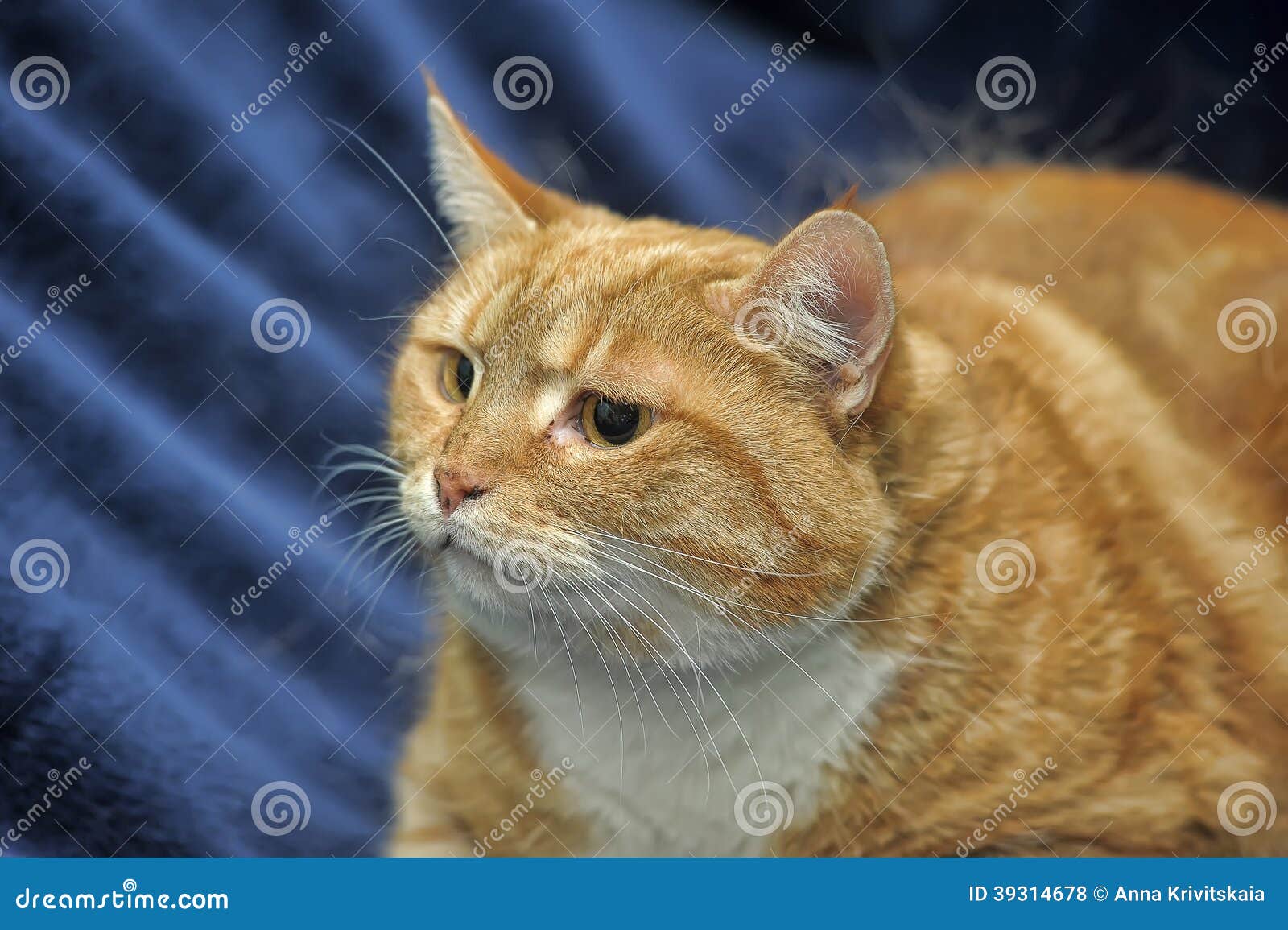 Orange striped foxy cat stock photo. Image of adorable - 39314678
