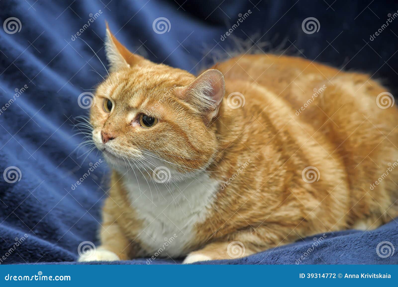 Orange striped foxy cat stock photo. Image of cute, jumping - 39314772