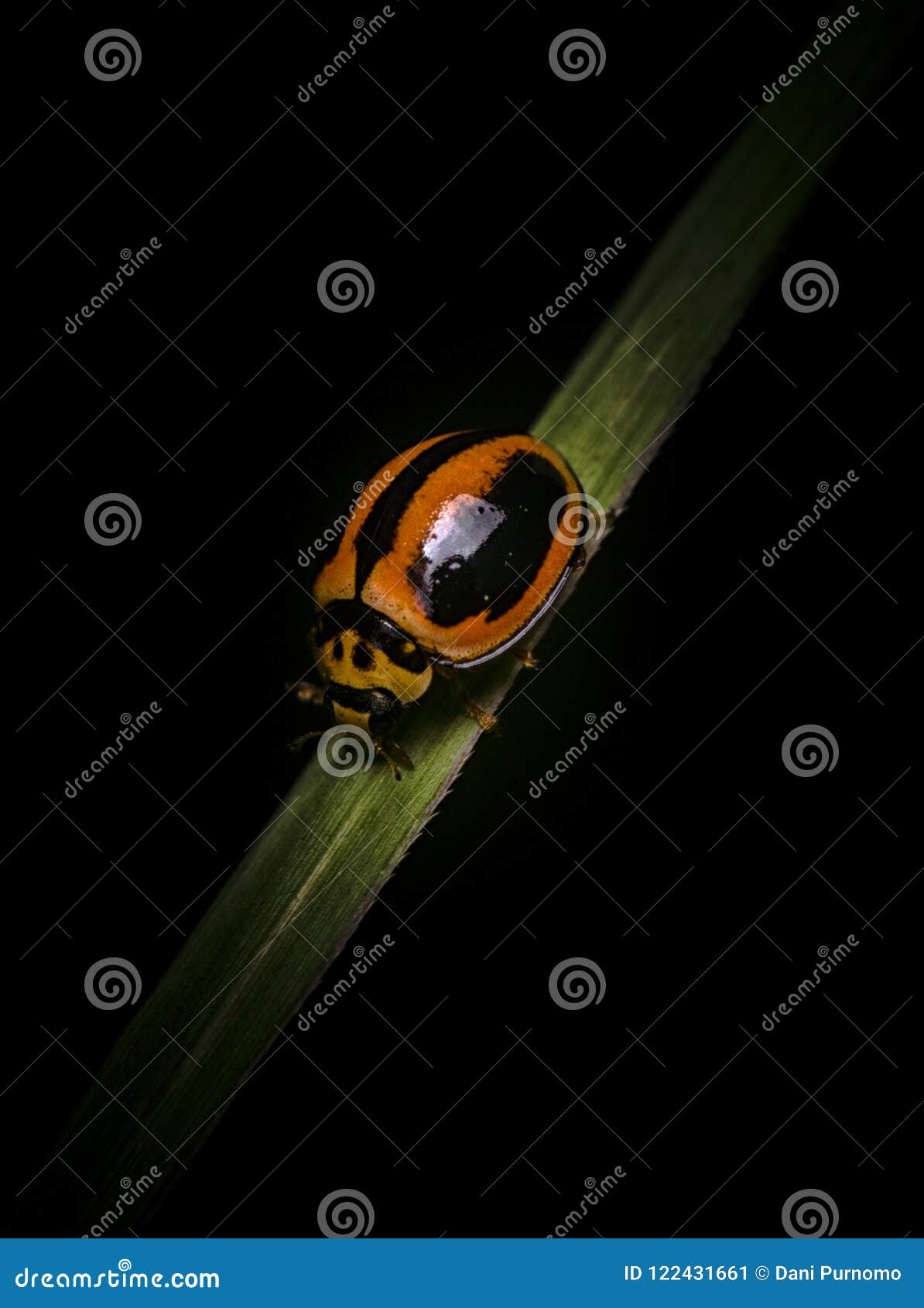 Orange Striped Ladybug Going To Sleep Stock Image - Image of ladybug ...