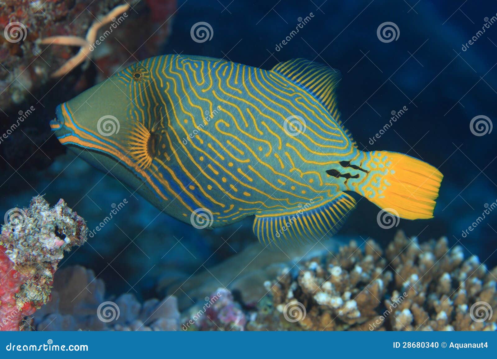Orange-striped triggerfish stock photo. Image of pacific - 28680340