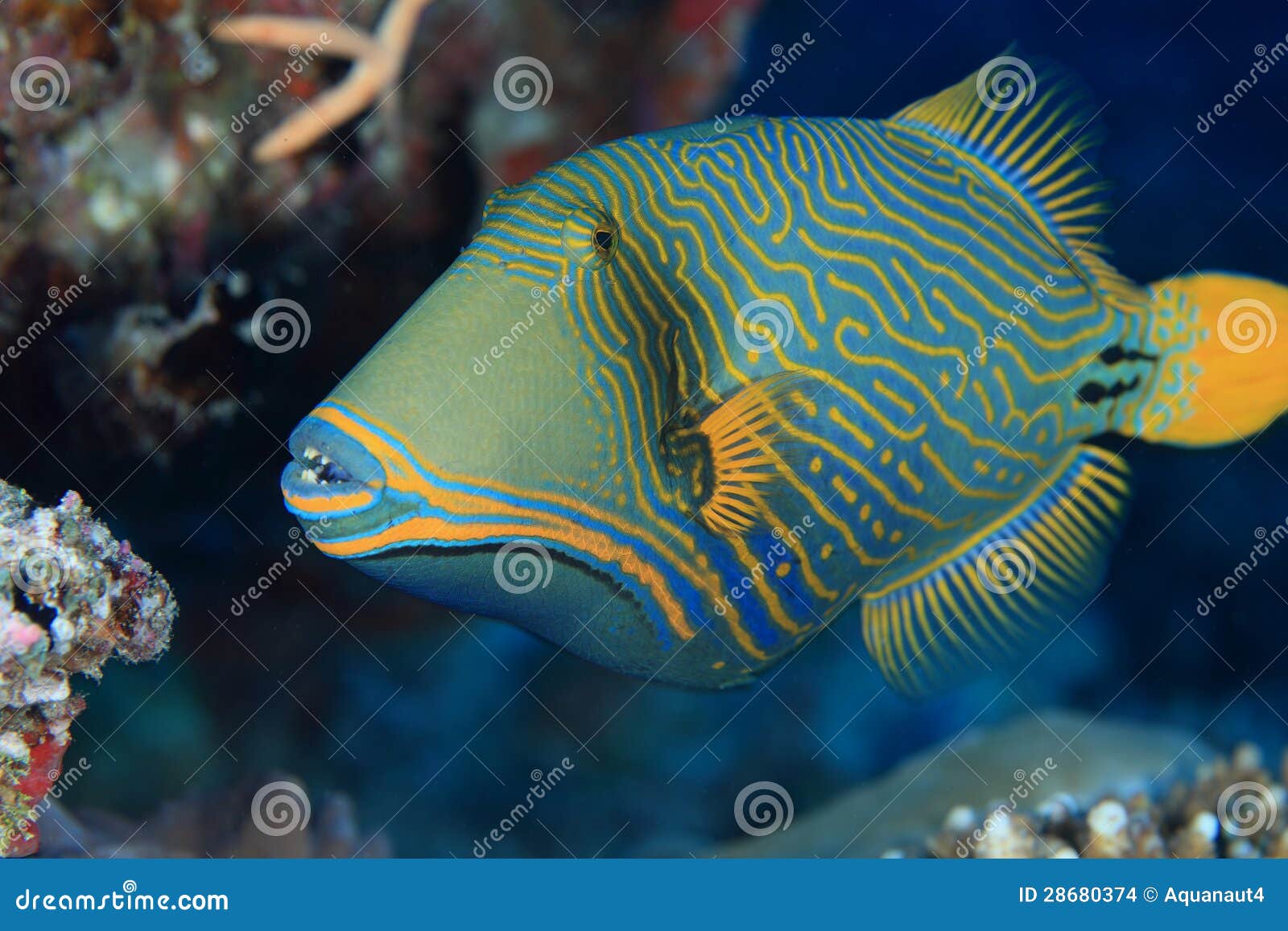 Orange-striped triggerfish stock photo. Image of fish - 28680374