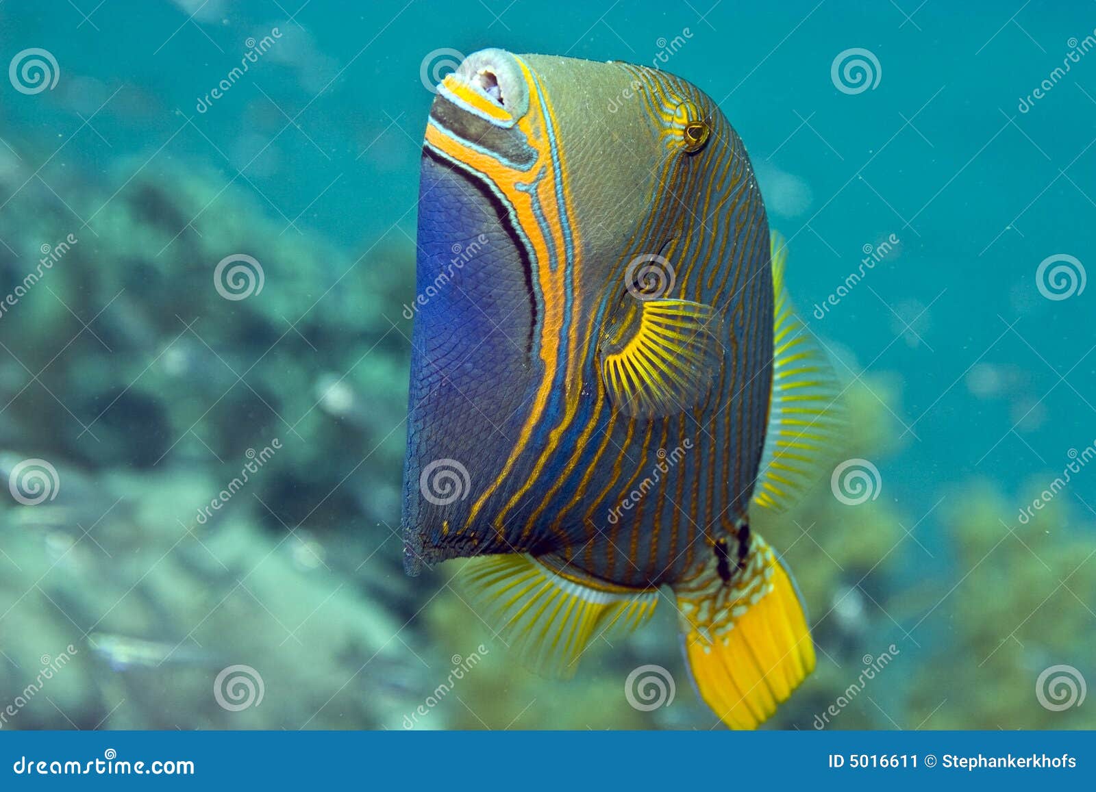 Orange-striped Triggerfish (balistapus Undulatus) Stock Image - Image ...