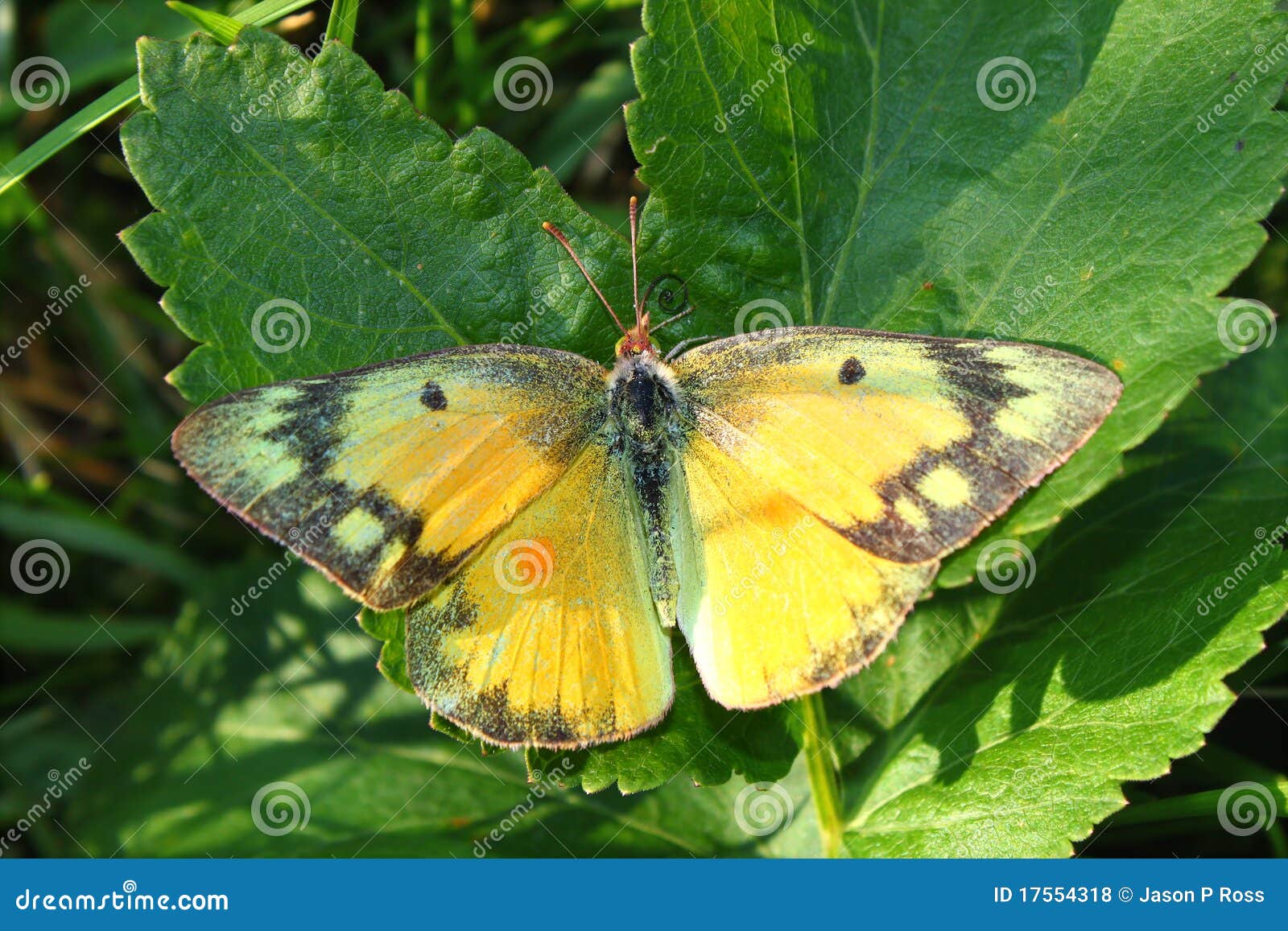 Orange Sulphur Butterfly (Colias Eurytheme) Stock Photo - Image of ...