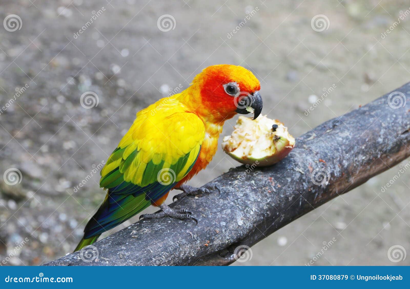 Orange sun conure stock image. Image of studio, sleepy - 37080879