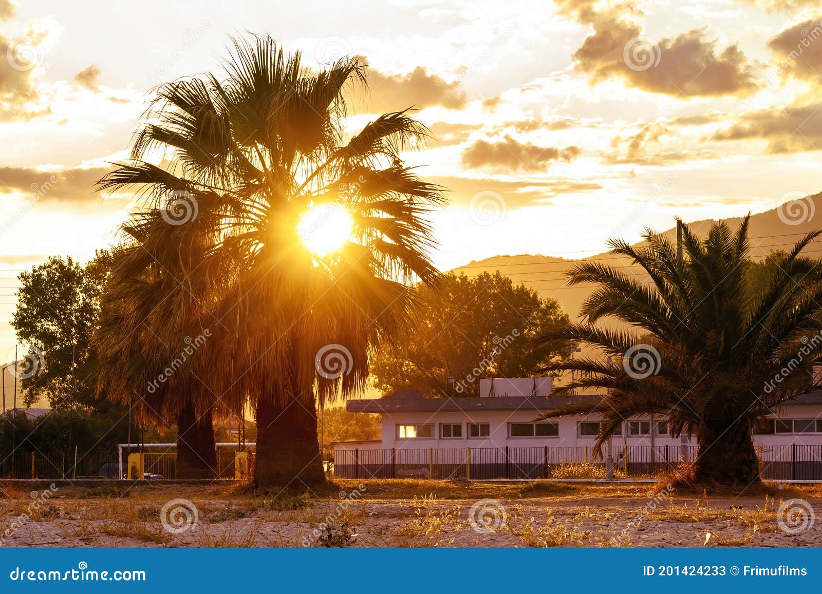 Orange Sun and Palm Tree at Sunset Stock Image - Image of beach ...