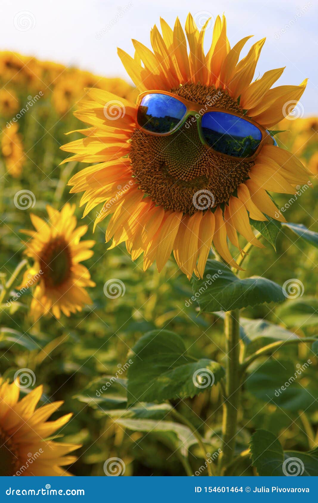 Orange Sunflower With A Smile In Yellow Sunglasses With Blue Glasses In