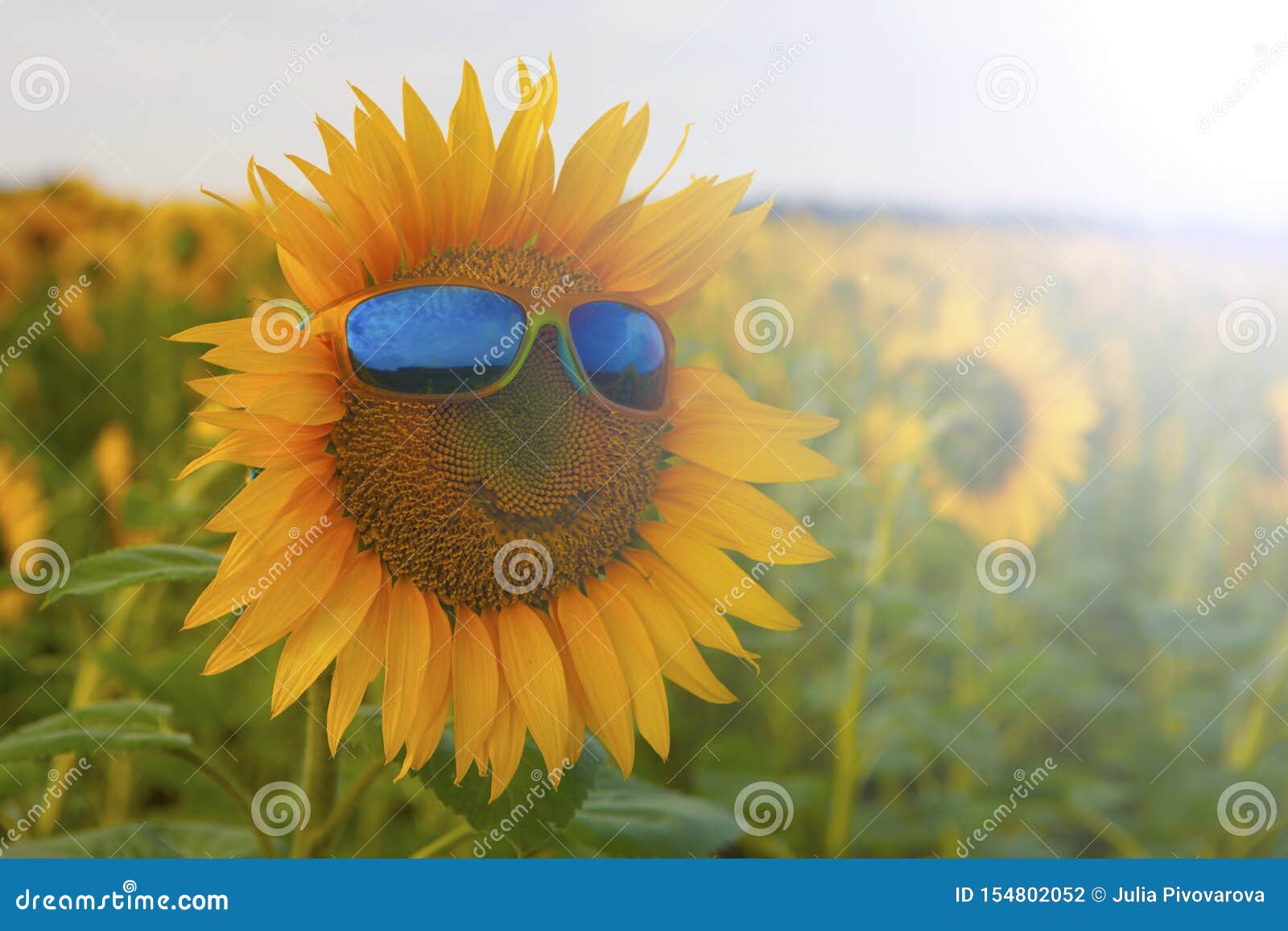 Orange Sunflower With A Smile In Yellow Sunglasses With Blue Glasses In