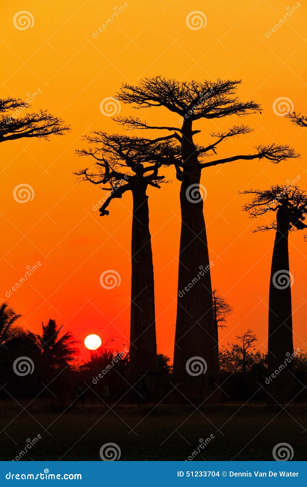 Orange sunset Baobab stock photo. Image of baobabs, nature - 51233704