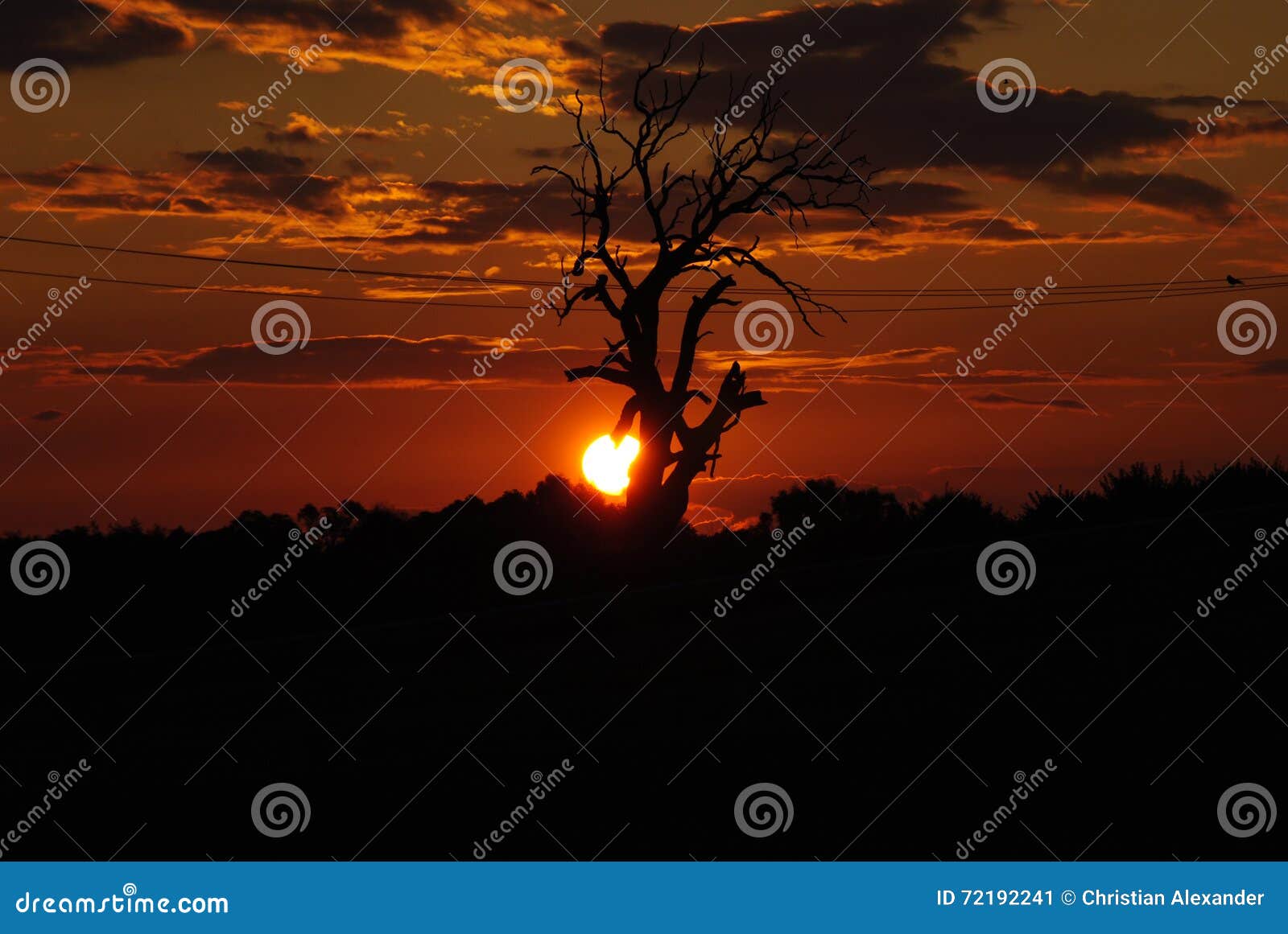 Orange Sunset Behind a Tree Stock Image - Image of orange, overcast ...