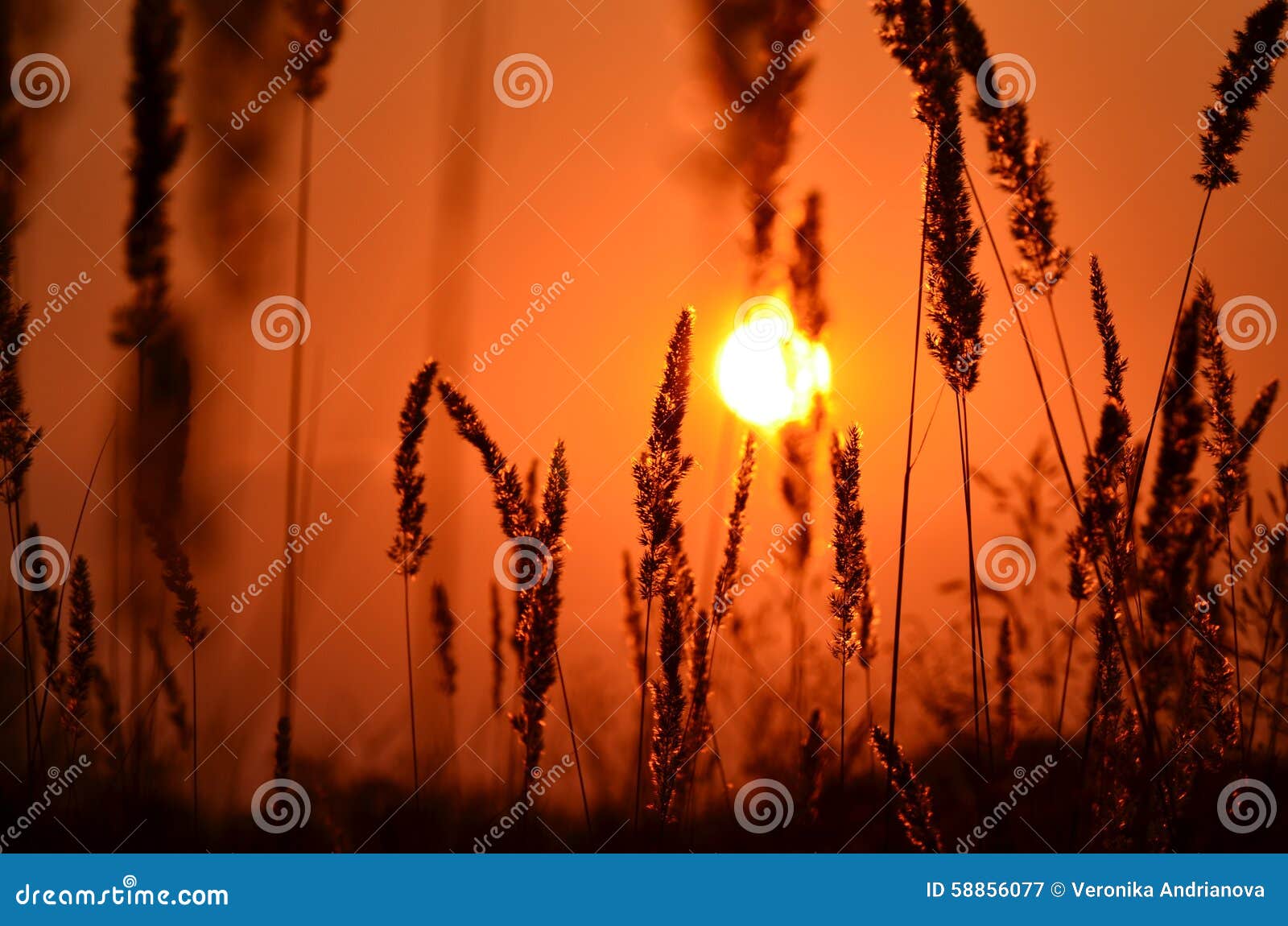 Orange sunset stock image. Image of ears, pole, blue - 58856077