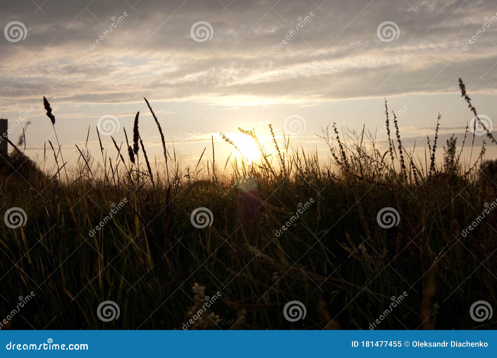 Orange Sunset in a Field with Flowers and Grass Stock Image - Image of ...