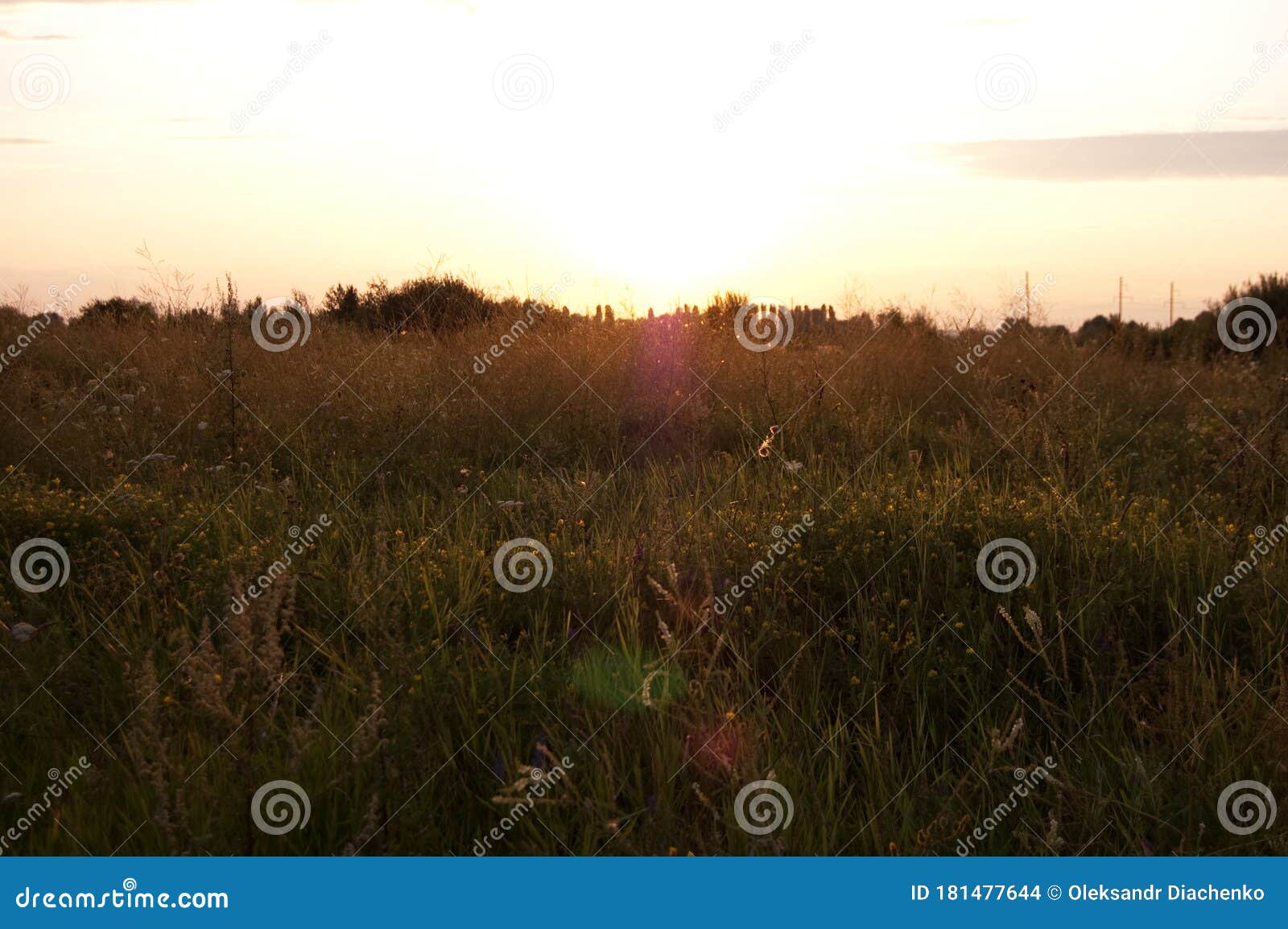 Orange Sunset in a Field with Flowers and Grass Stock Photo - Image of ...