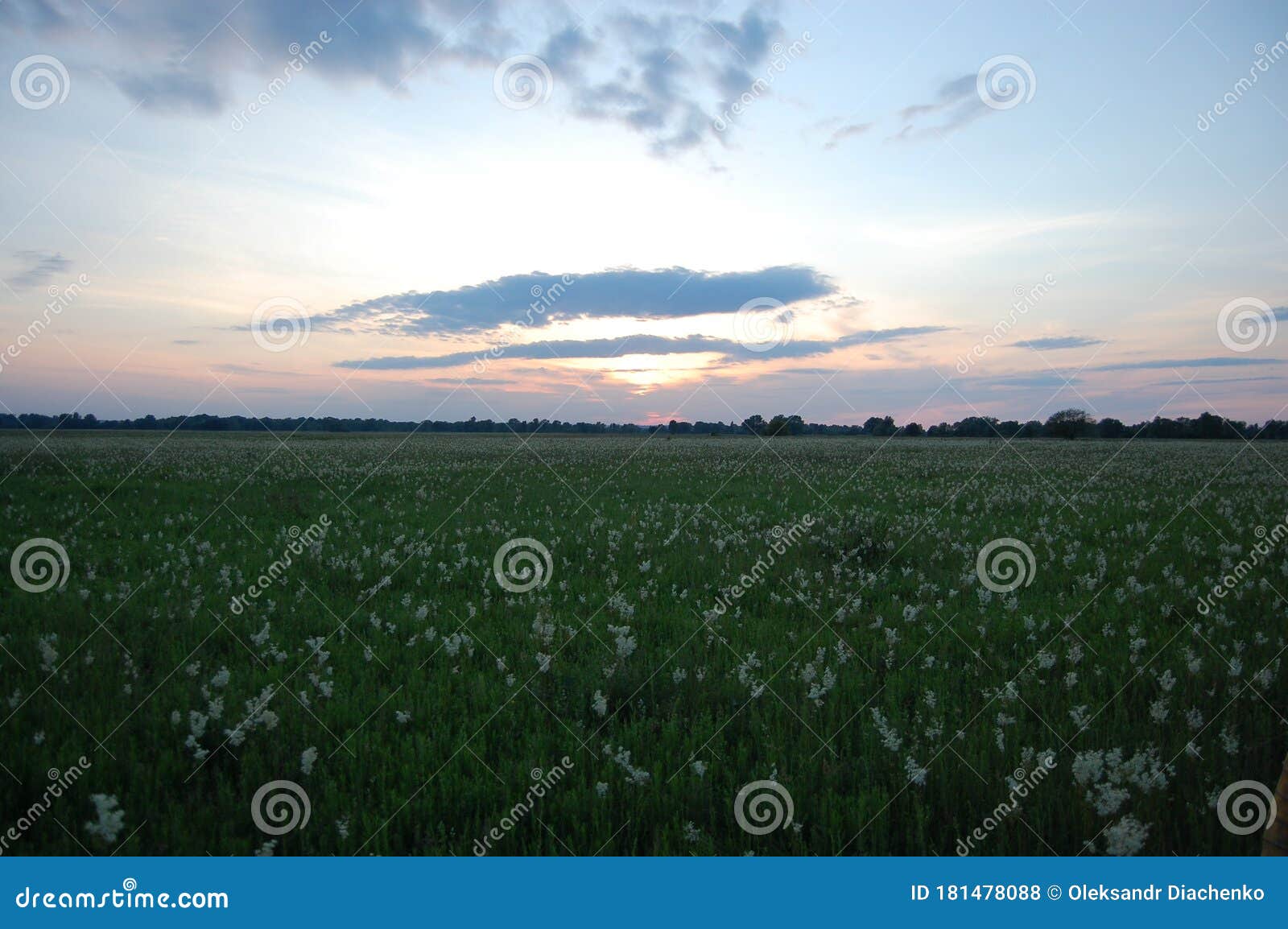 Orange Sunset in a Field with Flowers and Grass Stock Photo - Image of ...