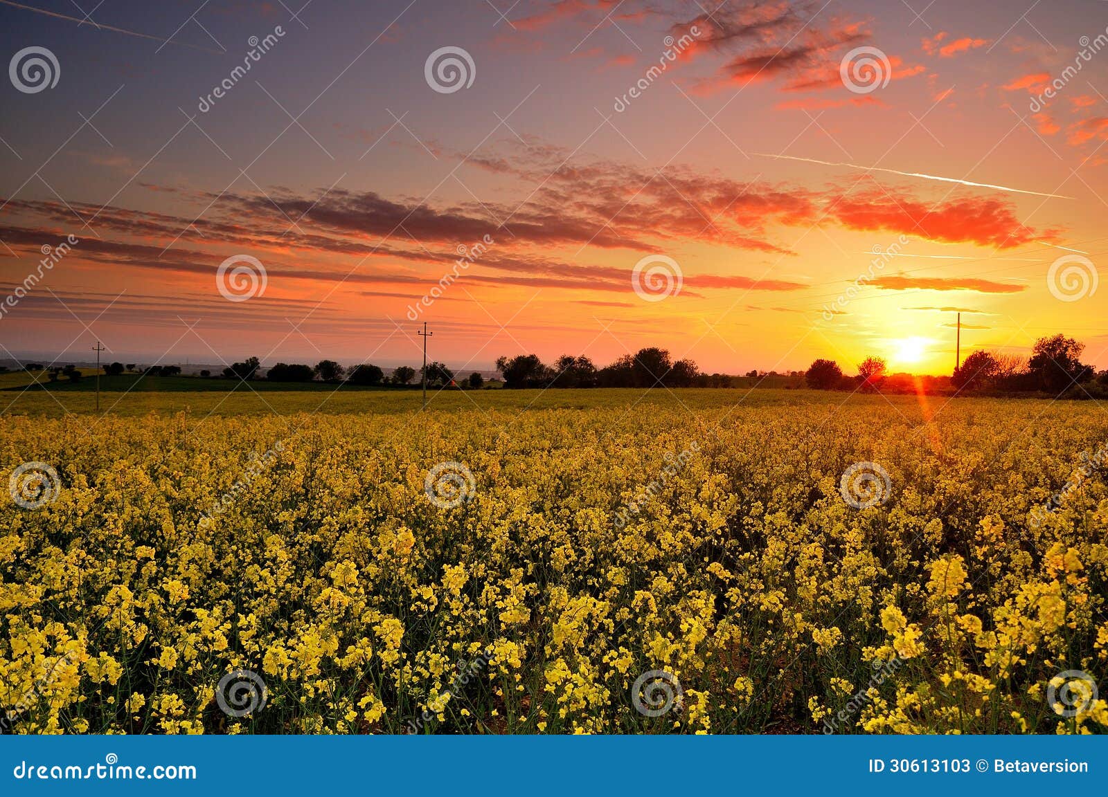 Orange sunset stock image. Image of fresh, nature, plant - 30613103