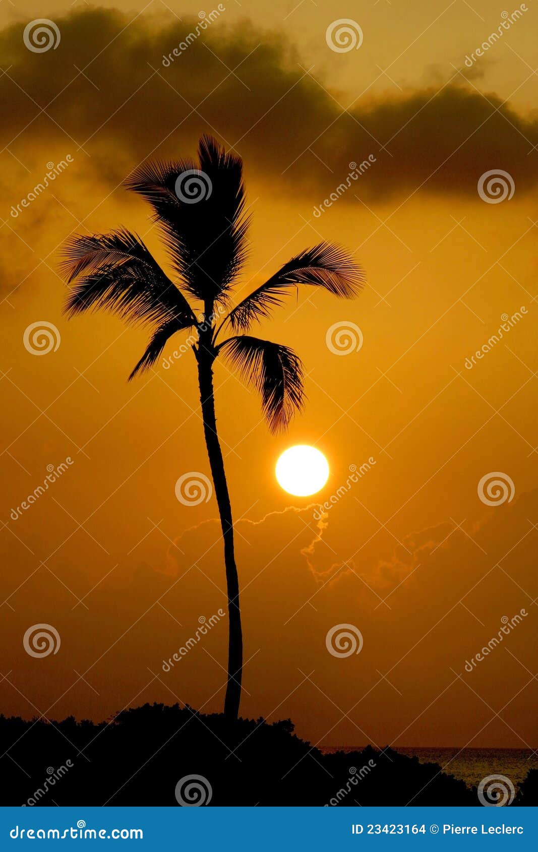Orange Sunset palm tree stock photo. Image of maui, ocean - 23423164