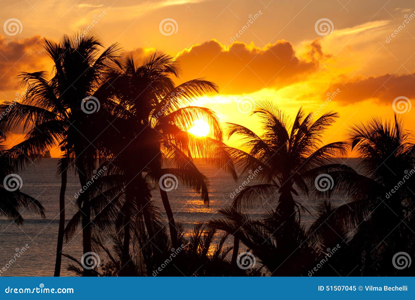 Orange Sunset with Palm Trees Stock Image - Image of british, dawn ...