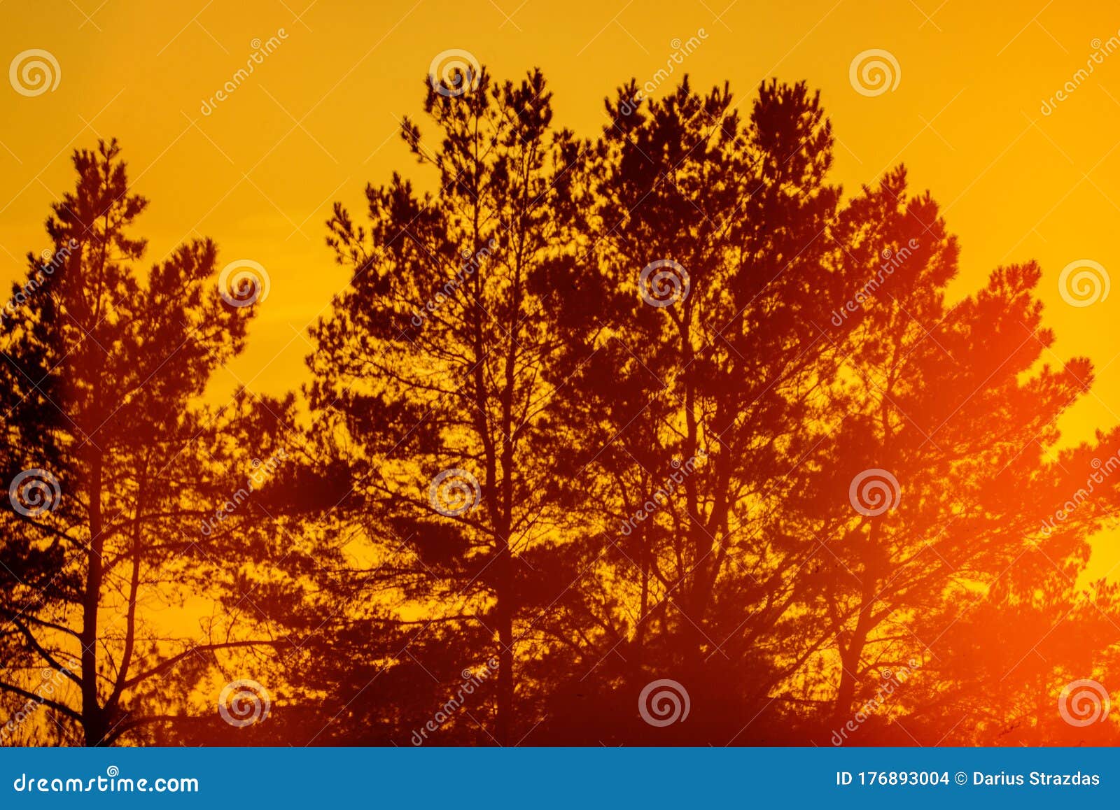 Orange Sunset in Pine Forest Stock Photo - Image of bare, outdoor ...