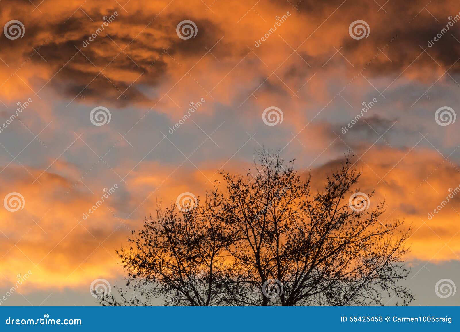 Orange Sunset and Tree stock photo. Image of orange, jefferson - 65425458