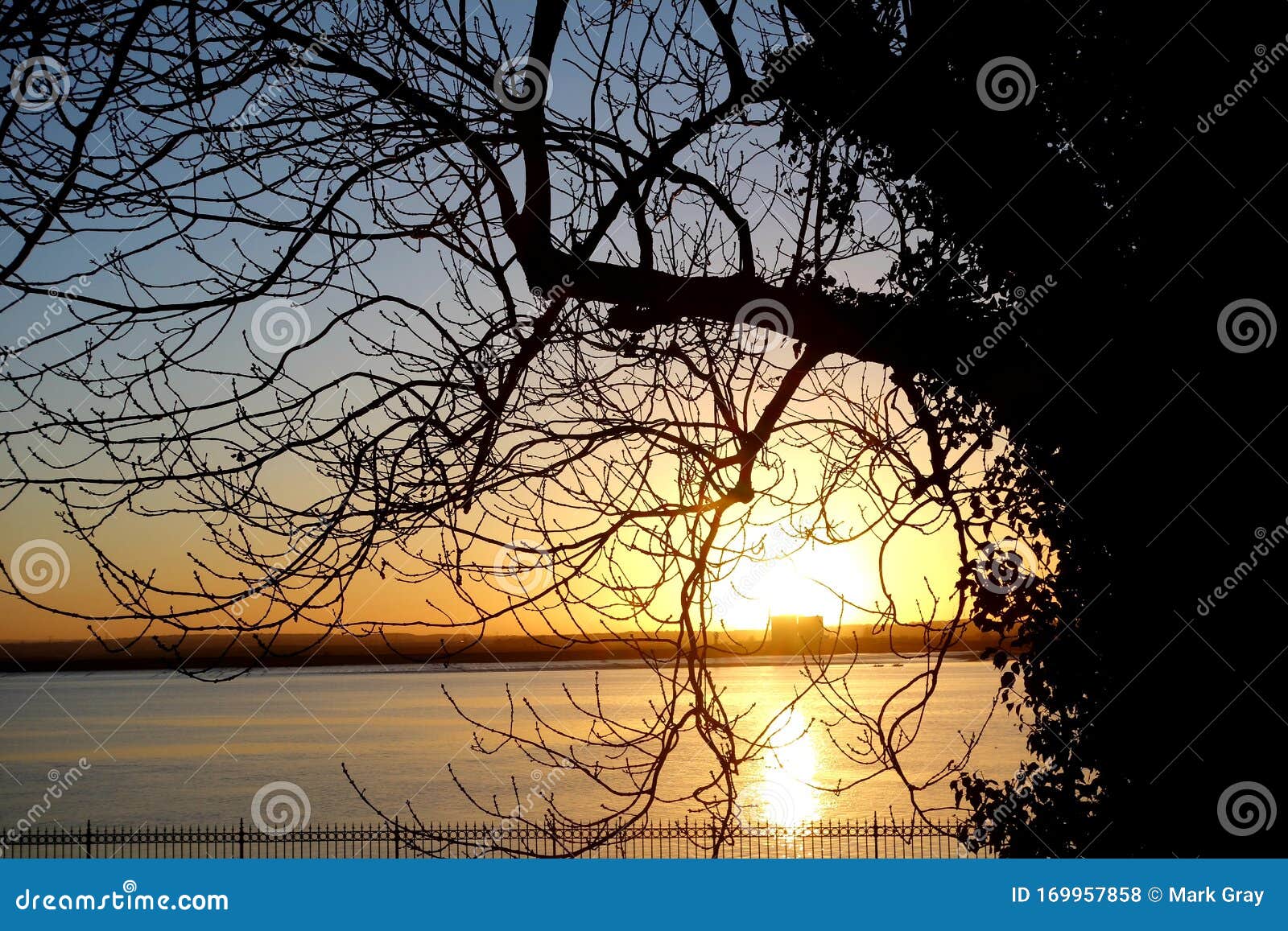 Orange Sunset beside a Tree Stock Photo - Image of sunset, tree: 169957858