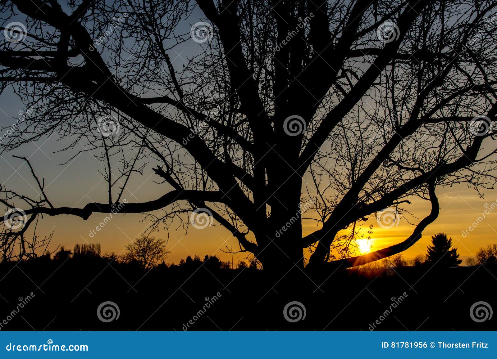 Orange sunset in tree stock photo. Image of alone, blue - 81781956