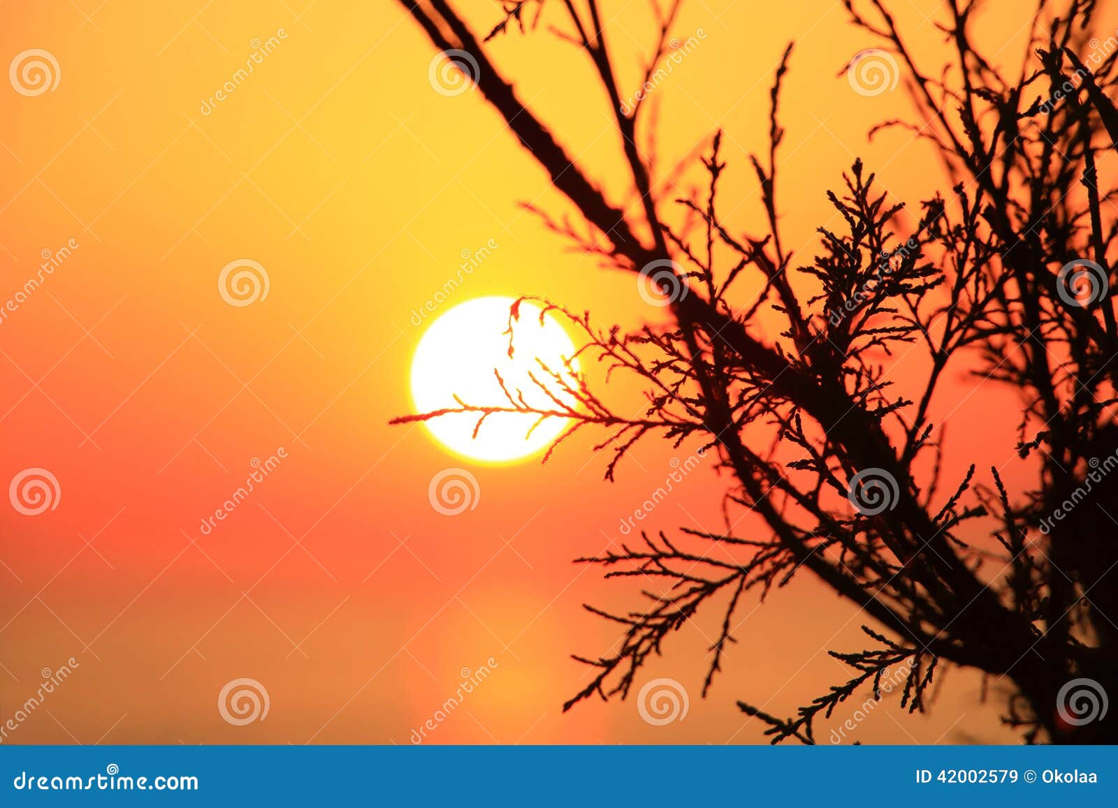 Orange Sunset with Tree Silhouette Stock Image - Image of silhouette ...