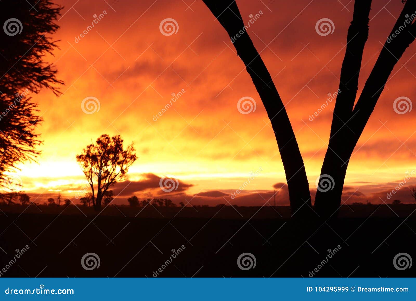 Orange sunset with tree stock image. Image of savanna - 104295999