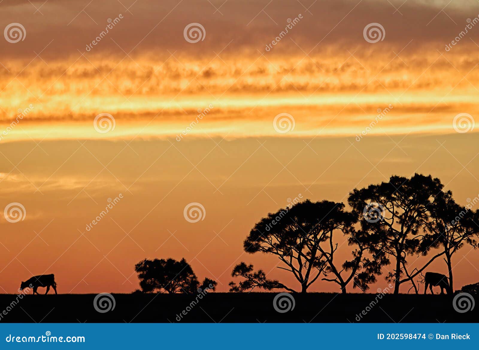 Orange Sunset with Trees and Cows Silhouette Stock Photo - Image of ...