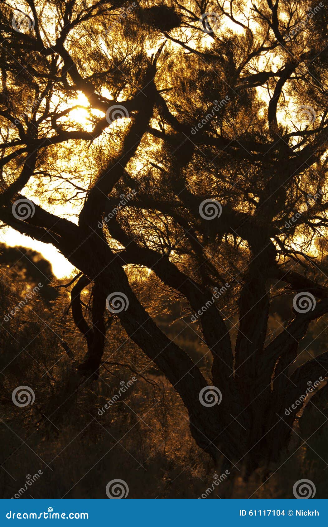 Orange Sunset through the Trees Stock Photo - Image of nature, climate ...