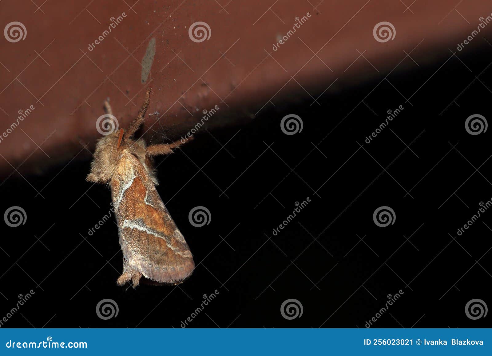 Orange swift moth stock image. Image of line, sylvina - 256023021