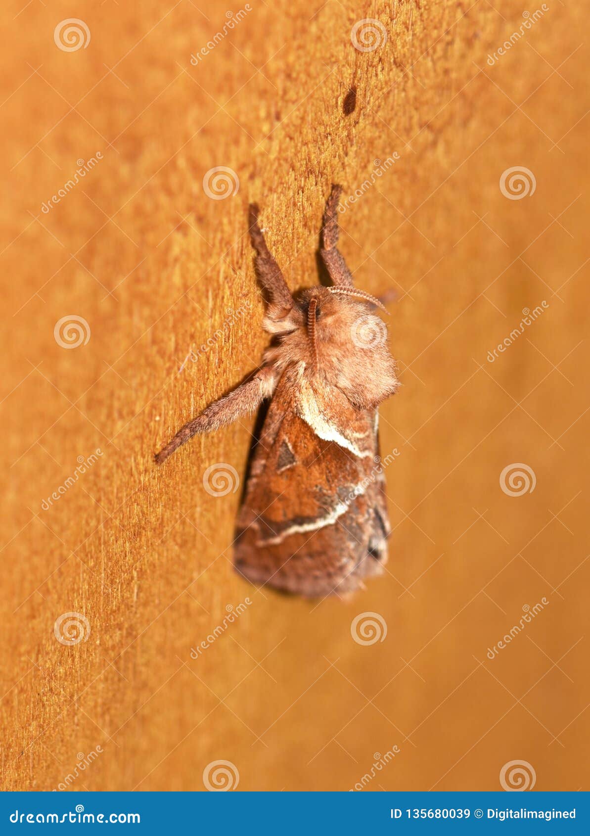 Triodia Sylvina Orange Swift Moth on Wall Stock Image - Image of ...