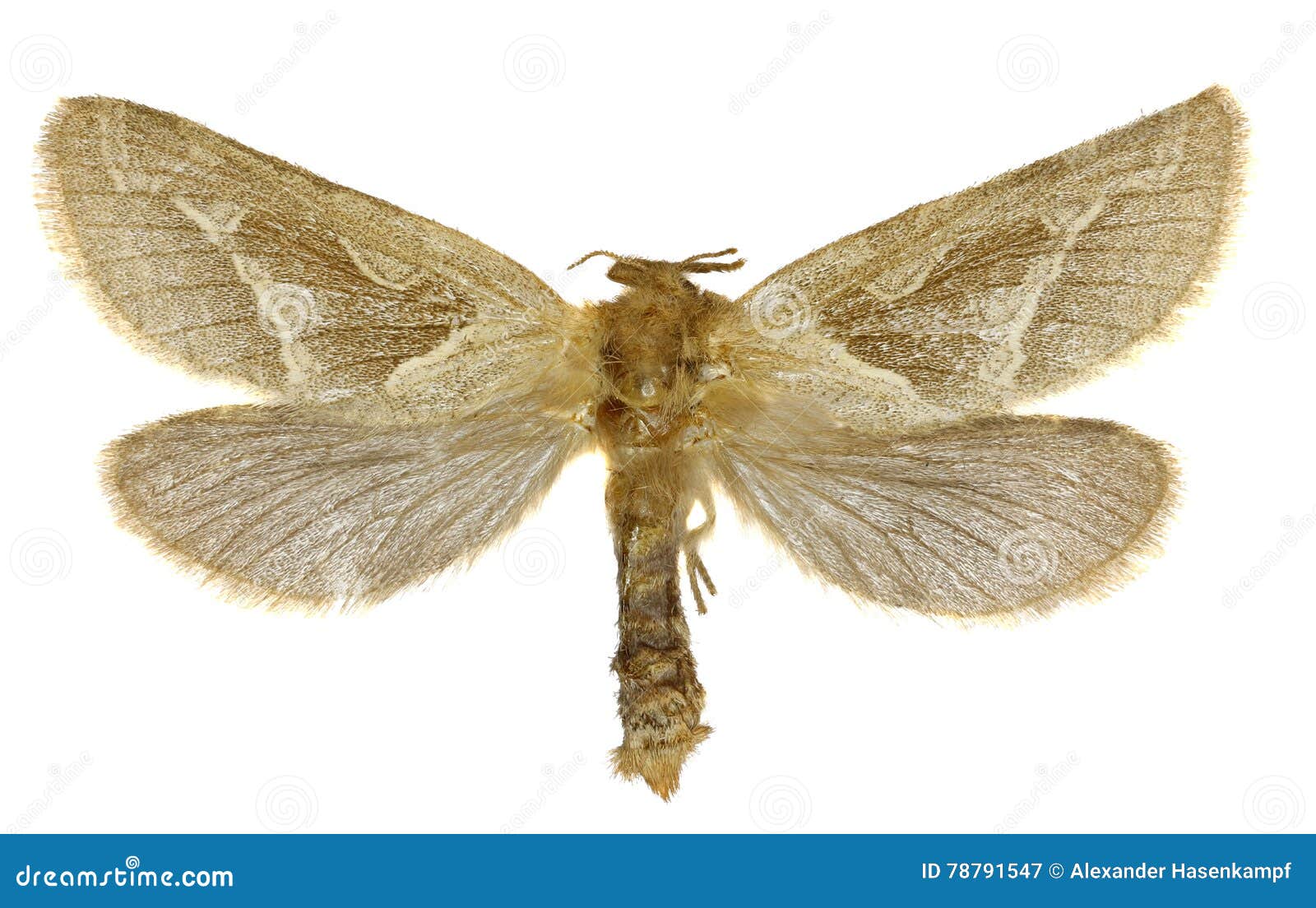 Background Triodia Stock Photos - Free & Royalty-Free Stock Photos from ...