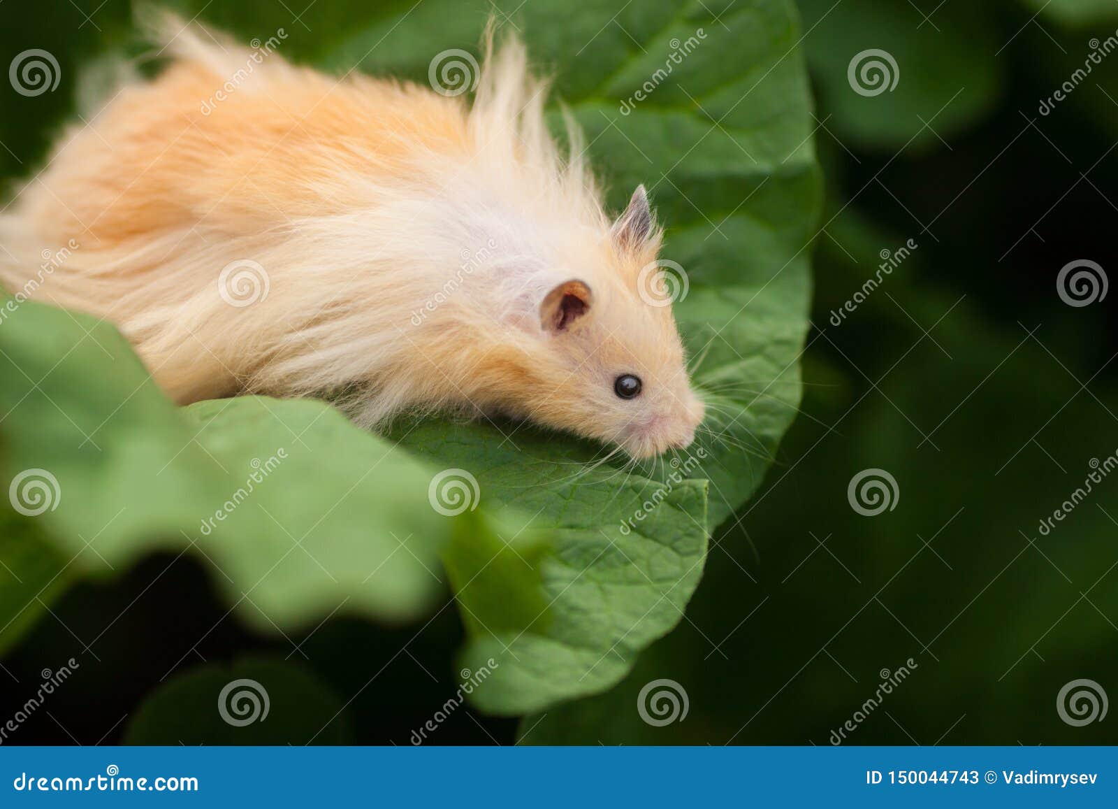 Orange Syrian Hamster in the Garden in the Spring Stock Image - Image ...