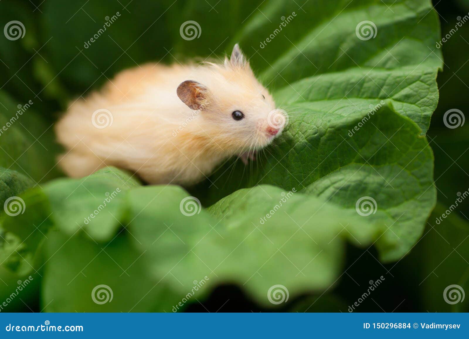 Orange Syrian Hamster in the Garden in the Spring Stock Photo - Image ...