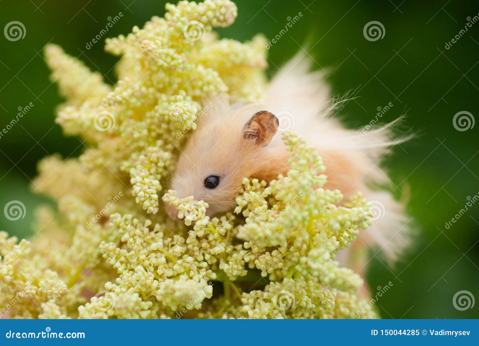 Orange Syrian Hamster in the Garden in the Spring Stock Image - Image ...