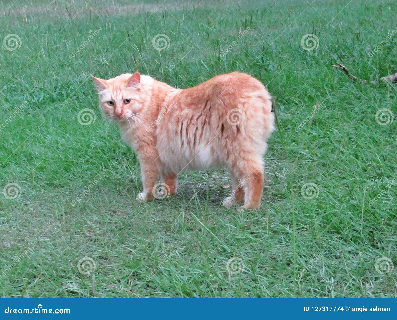 Orange American Bobtail Cat