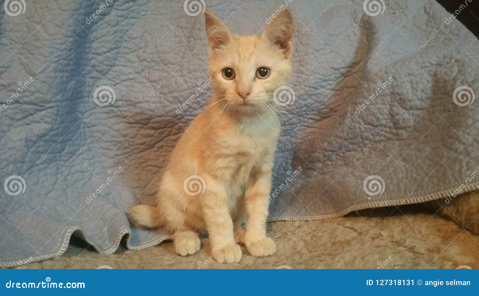 Orange Tabby American Bobtail Kitten Stock Image - Image of orange ...