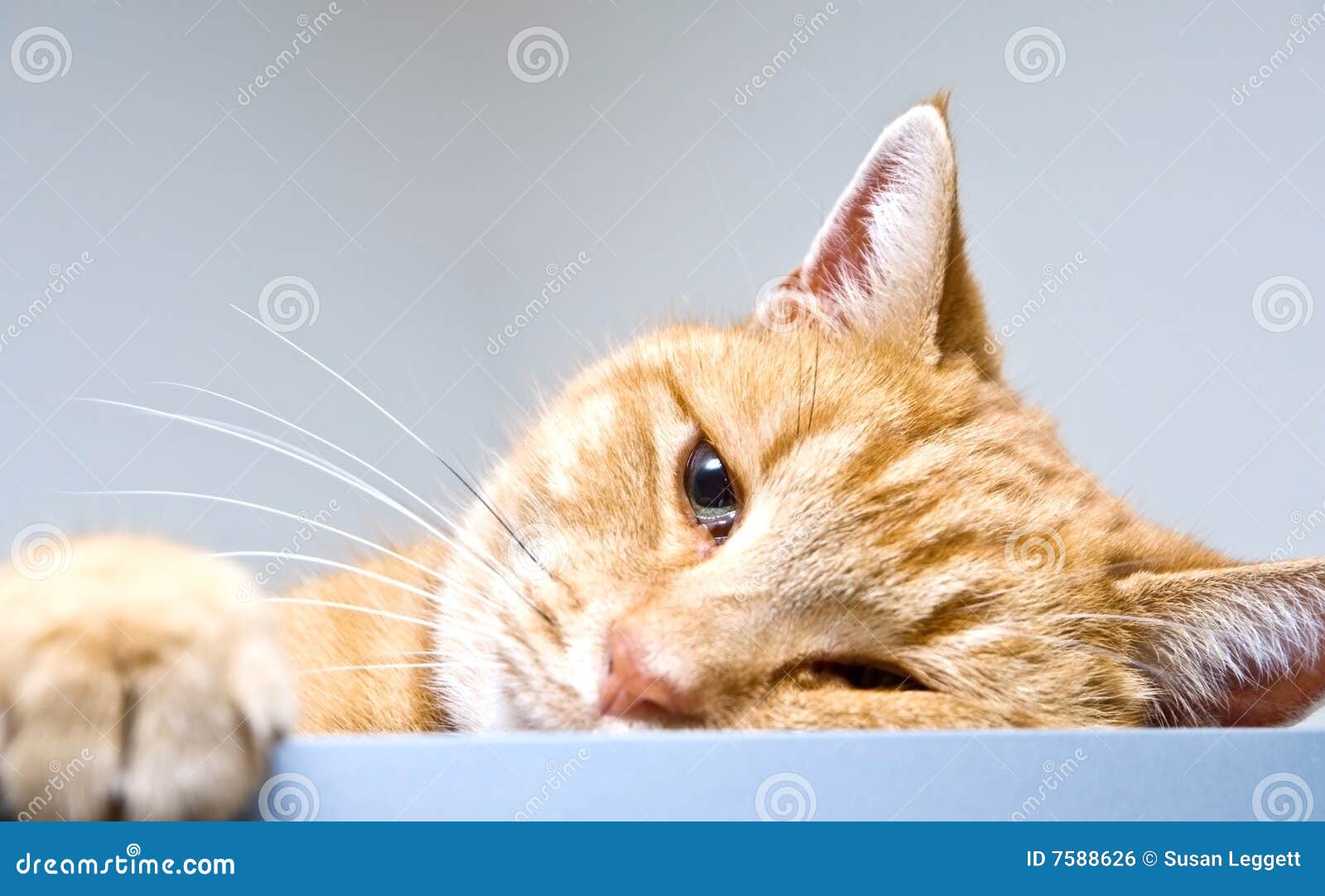 Orange Tabby Cat Laying Next To Alarm Clock Daylight Savings Royalty ...