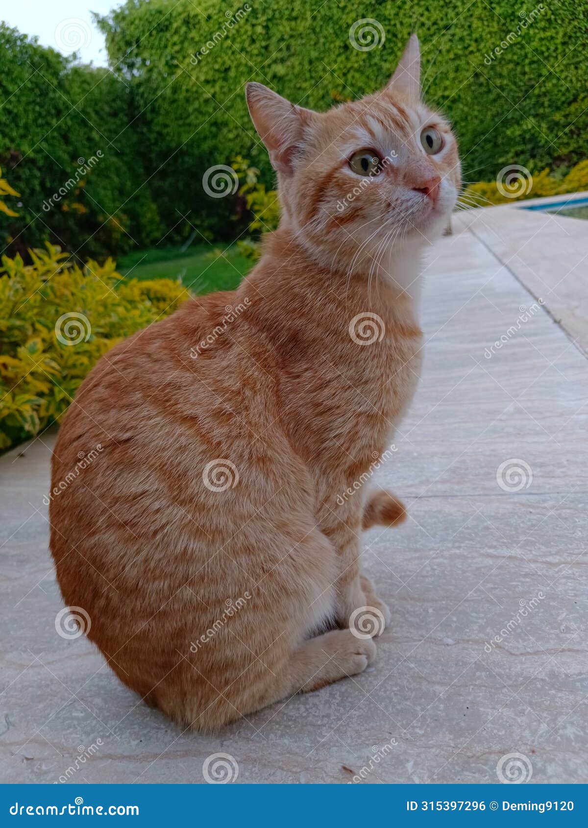 Orange Tabby Cat on Alert To a Bird Stock Photo - Image of bird ...