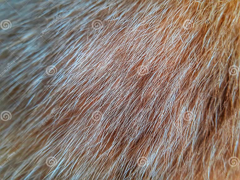 Closeup Image of Cat Fur. Cat Fur Texture Stock Photo - Image of ...