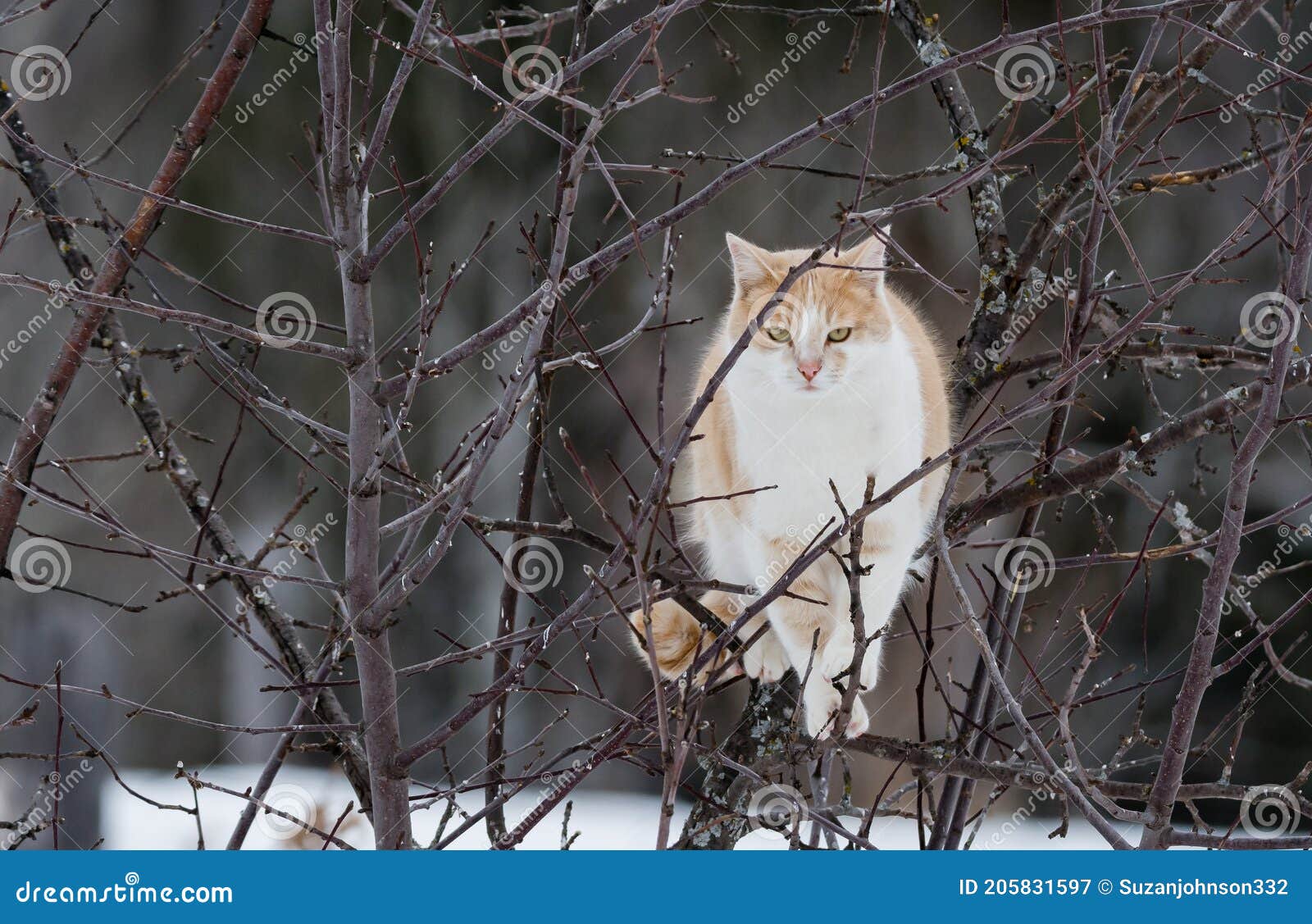 Orange Tabby Cat Perching in Bare Tree Stock Image - Image of december ...