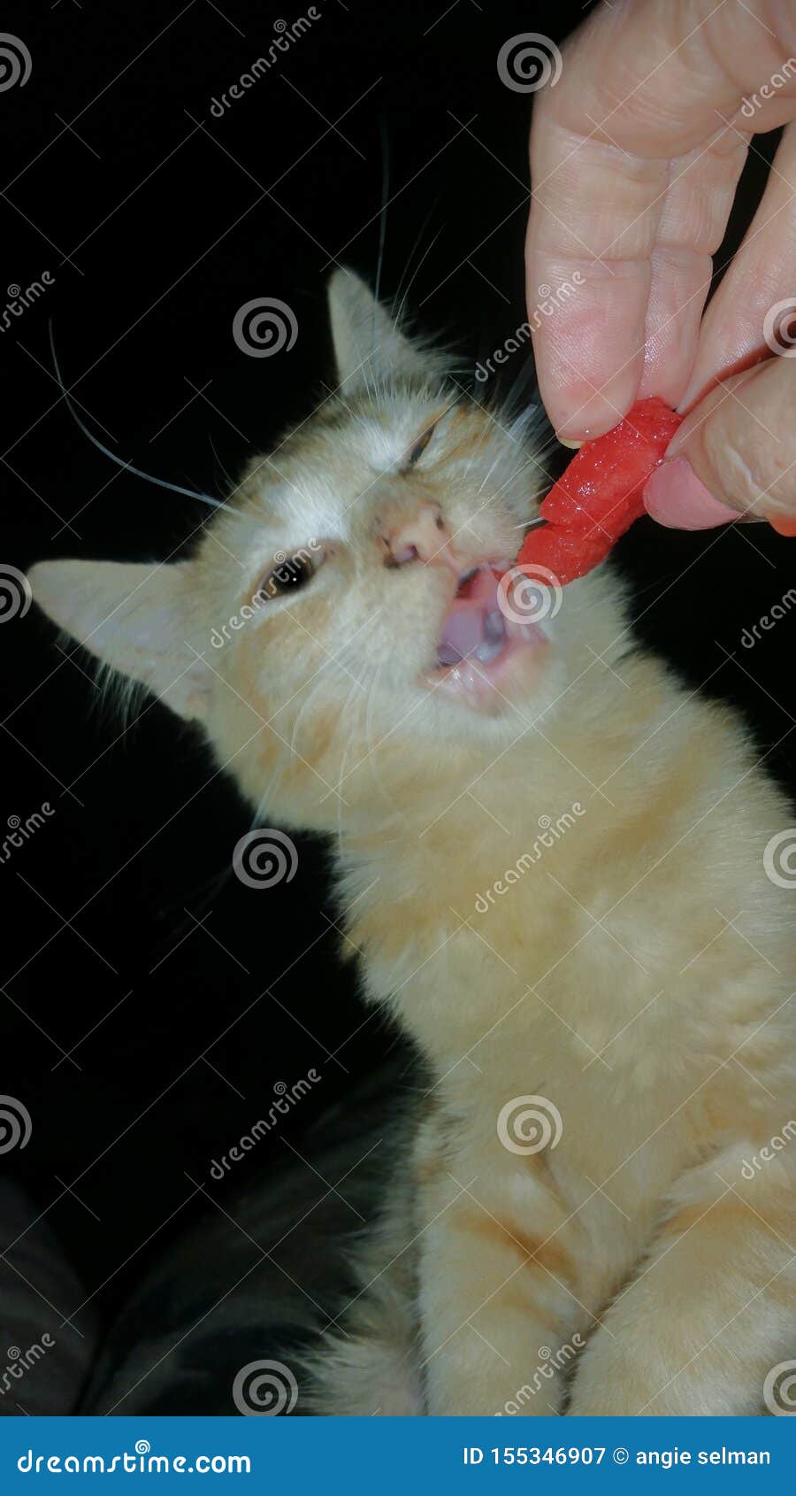 Orange Tabby Cat Kitten Being Fed Watermelon Stock Image - Image of ...